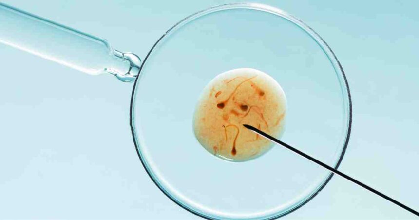 Bebê De Proveta: Entenda Tudo Sobre Fertilização In Vitro (FIV) - Guia ...